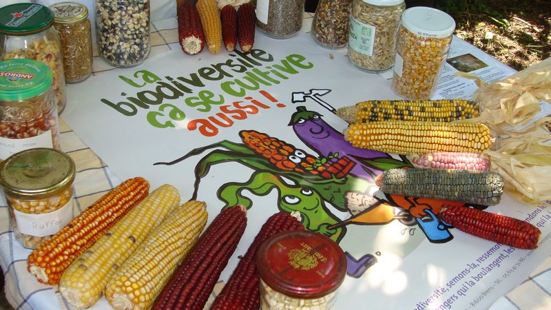 Que sont les semences paysannes ? - Association Biodiva