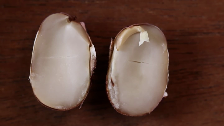 Qu’est-ce qu’une graine ? - Association Biodiva